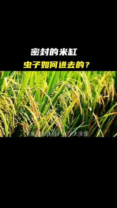 封閉好嘅米缸，蟲子點樣進去？ 科普知識 米缸 科普 每天跟我漲知識 Youtube