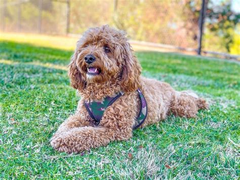 Premium Photo Cavapoo Dog In The Park Mixed Breed Of Cavalier King