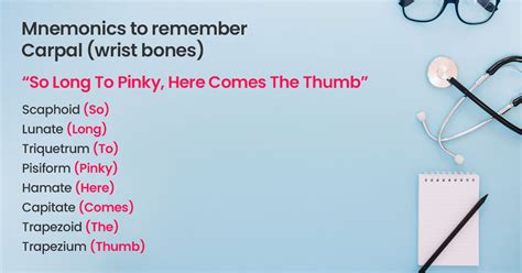 Bones Of The Hand Mnemonic