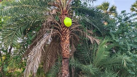 Etha Kallu Sampathraopalli Weepangandla Wanaparty Telangana