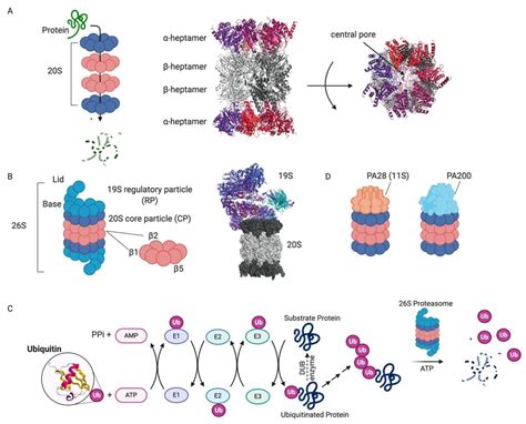 Proteasome Inhibitors Harnessing Proteostasis To Combat Disease