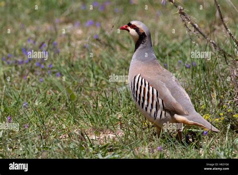 Chukar Alectoris Chukar In Breeding Plumage Pinarbasi Turkey Stock