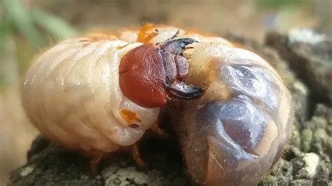 Bigato De Pau Podre Ou Bicho CorÓ Youtube