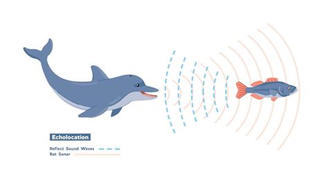 Illustration Of Echolocation Dolphins Emit High Frequency Sounds To