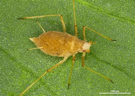 Aphids In Pulse Crops Saskatchewan Pulse Growers