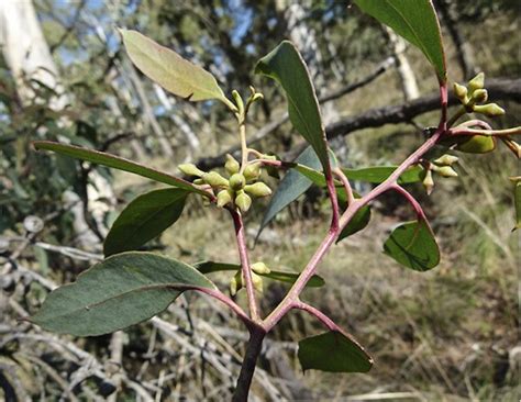 Eucalyptus Macrorhyncha