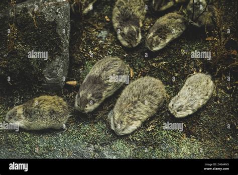 Lemming Migration