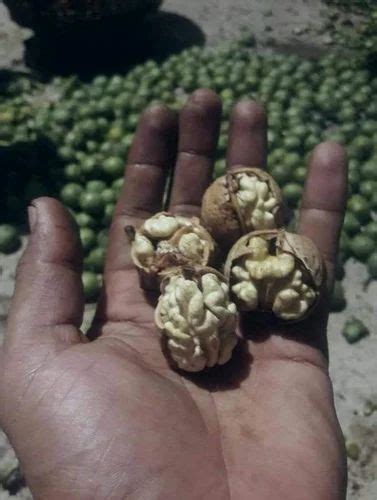 Snow White Kashmiri Walnut Kernel At Rs 1100 Kg Akhrot Giri In Baramulla Id 26399939933