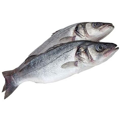 Brancin Ml International