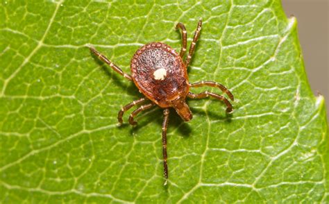 Aggressive Meat Allergy Causing Ticks Are Spreading Due To The Climate