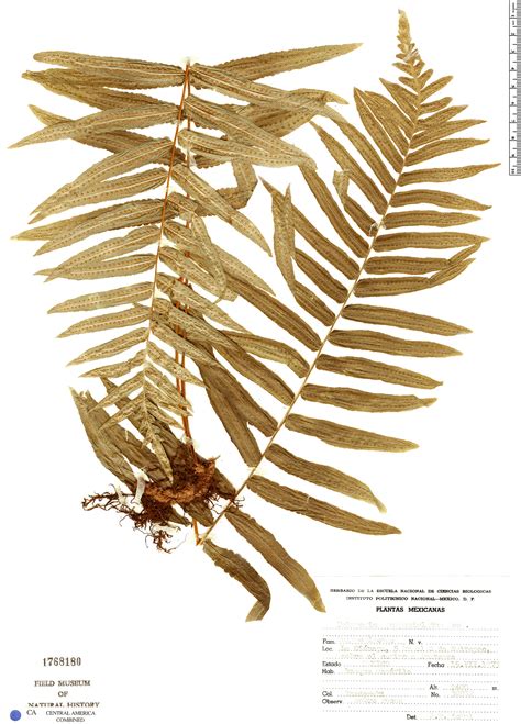 Polypodium Subpetiolatum Rapid Reference The Field Museum