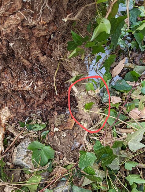 Is This The Ivy Root Rlandscaping