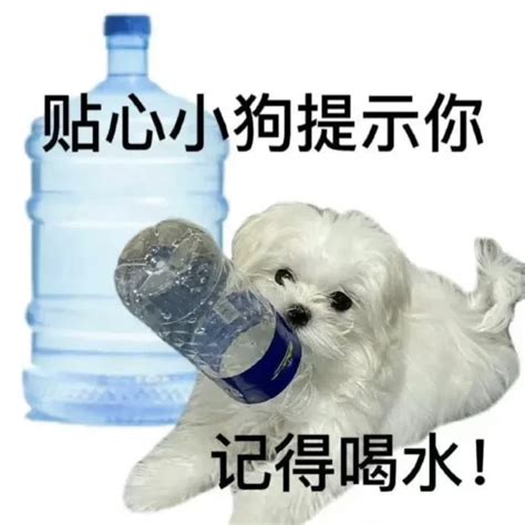 《贴心小狗提示你：记得喝水！》可爱小狗叼水瓶超萌提醒 表情包｜咬牙切齿表情包图片动图 求表情网斗图从此不求人