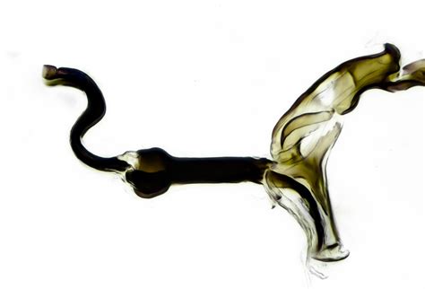 Cerodontha Dizygomyza Agromyzidae