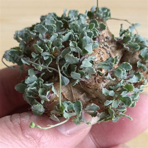 Yahoo オークション F501 珍奇塊根植物 Cacalioides オトンナ カカリ