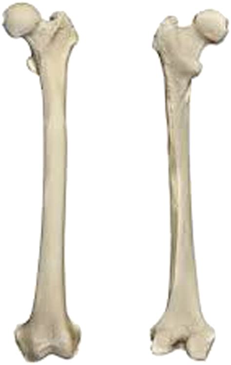 Tibia And Fibula Unlabeled