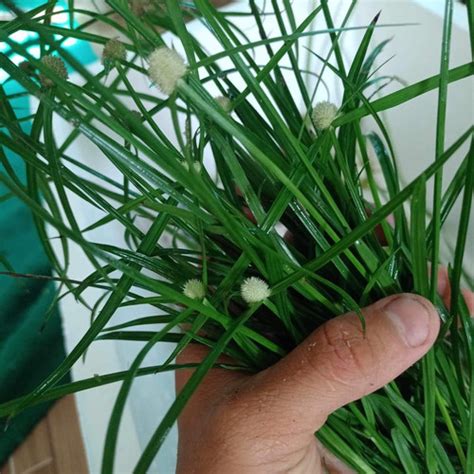 Cyperus Mindorensis Kayin Plants Axis