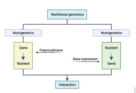 Difference Between Nutrigenomics And Nutrigenetics Find Out How Genes Influence Your Diet