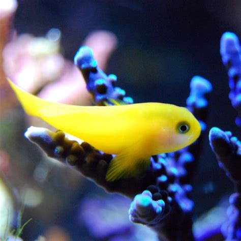 Algae Removal Ruby And Strauss