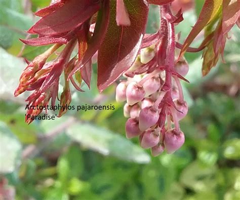 Linda Vista Native Plants Linda Vista Native Plants