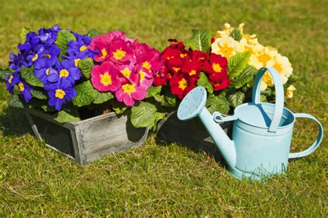 Primeln Vermehren Über Samen Und Teilung