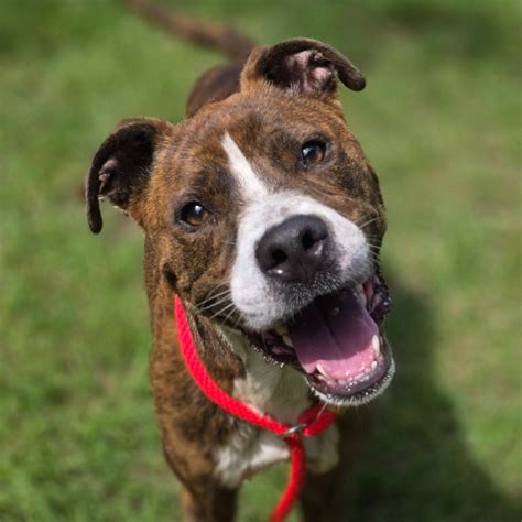 Coc Aid A301707 Chop Age 3y Sex Neutered Male Weight 51lb