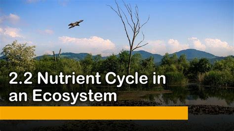 Solution 2 2 Nutrient Cycle In An Ecosystem Studypool