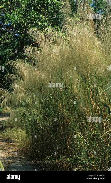 Guinea Grass Colonial Grass Tanganyika Grass Panicum Maximum Tall