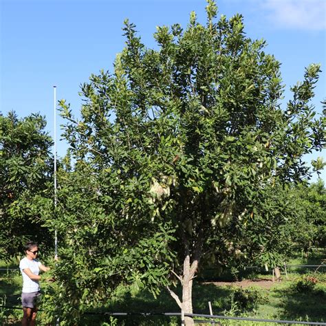 New Varieties Macadamia Innovation