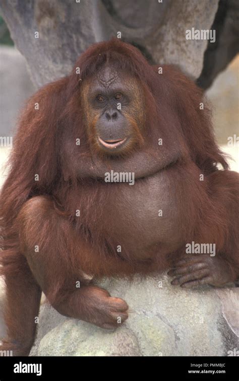 Not 800001 Orangutan Pongo Pygmaeus Native To Indonesia And Malaysia