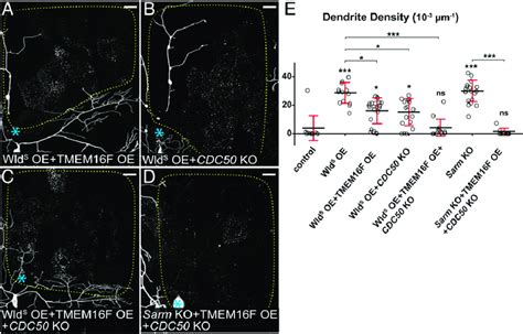 Ectopic Ps Exposure Causes Injured Dendrites Of Wld S Oe And Sarm Ko