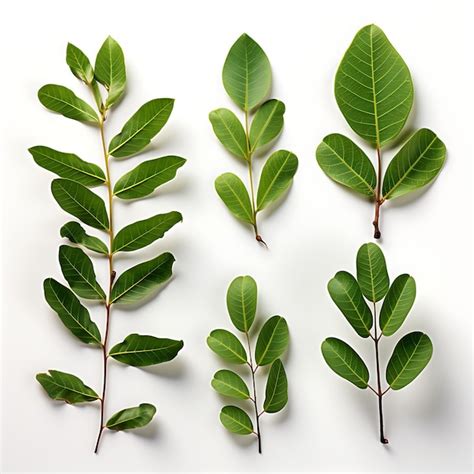 Premium Photo Isolated Of Tamarind Tree Leaf Branches Seed Log With