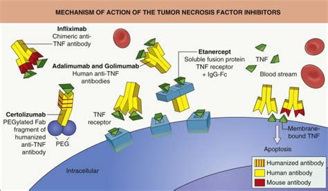 Systemic Immunomodulators Plastic Surgery Key