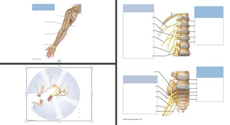 Spinal Nerve And Relfex Arc Label Diagram Diagram Quizlet