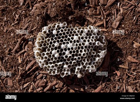 How Deep Are Ground Hornet Nests Mixg