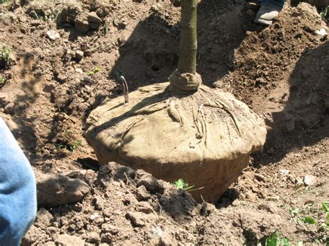 What Is A Root Balled Tree At Pearl Jenks Blog