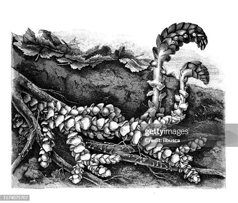 Root Parasite Photos And Premium High Res Pictures Getty Images