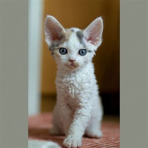 Devon Rex Kitten Cute And Adorable