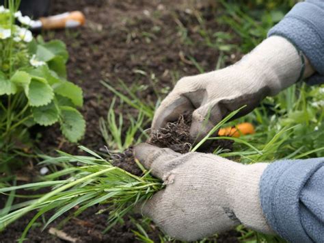 The Quackgrass Guides And How To Kill It