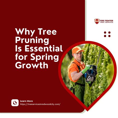 6 Reasons For Spring Tree Pruning Firefighter Tree Service