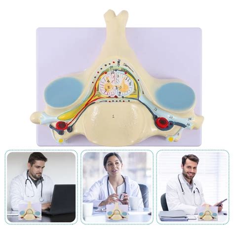 Cervical Spinal Cord Model Spine Models Teaching Anatomy £5918