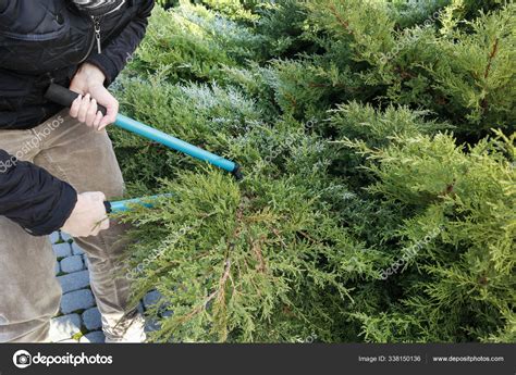 Woman Uses Pruning Shears To Cut Coniferous Shrubs In The Garden