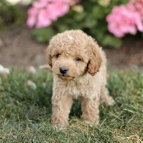 Cockapoo Puppies For Sale Infinity Pups