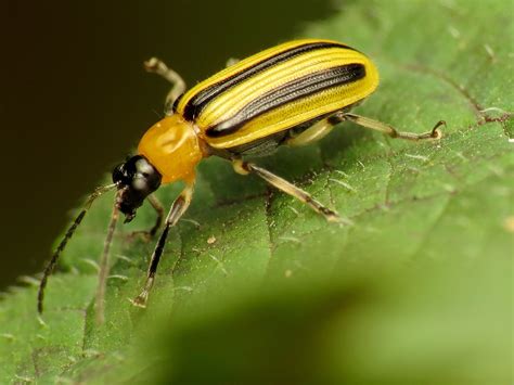 Cucumber Beetles Zen Garden Life