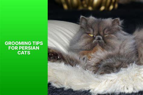 How To Care For Persian Cats At Wayne Tisdale Blog