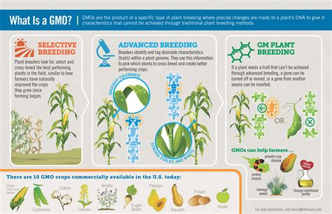 How Gmos Are Made Gmo Answers