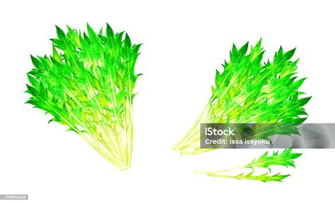 Fresh Potherb Mustard Hand Drawn Watercolor Illustration Of Vegetable Stock Illustration