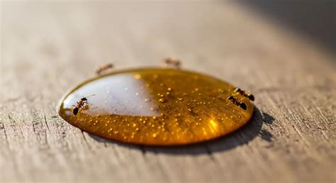 How To Get Rid Of Ants In The House Homa Vibe