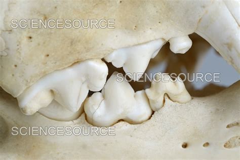 Carnivore Teeth