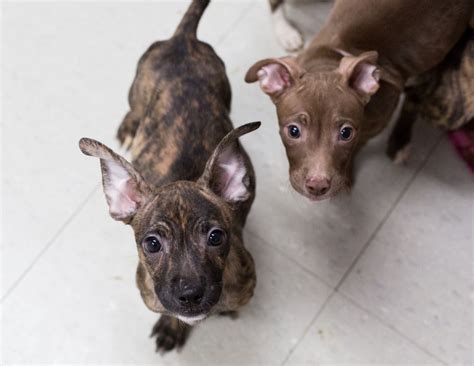 Pitbull Chihuahua Mix